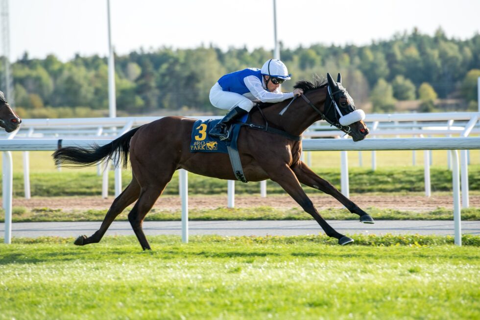 Crystal Love Very Impressive in Sweden... - Peter & Ross Doyle Bloodstock