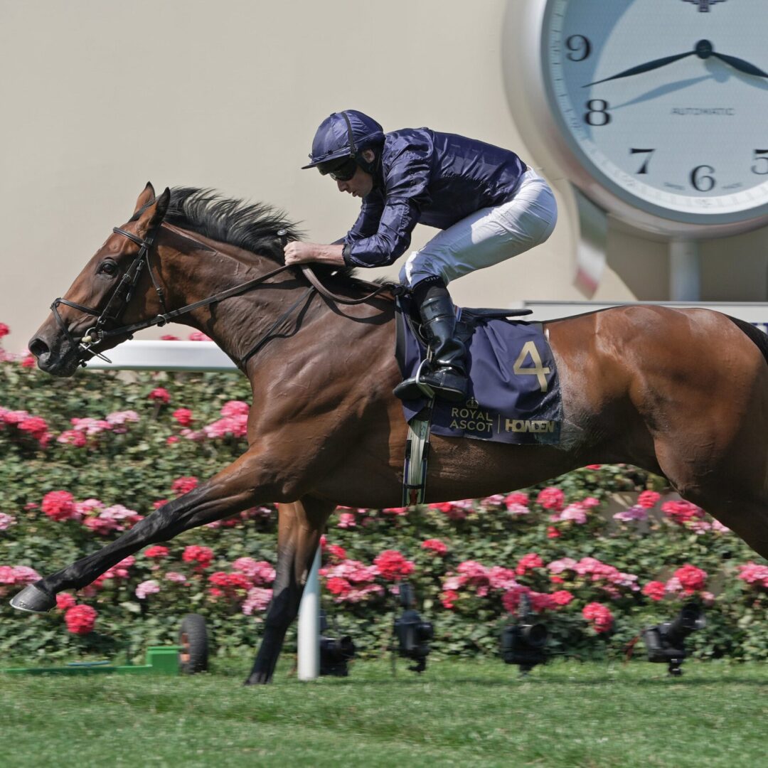 Usual suspects lead the way for Harry's Half Million... - Peter & Ross ...